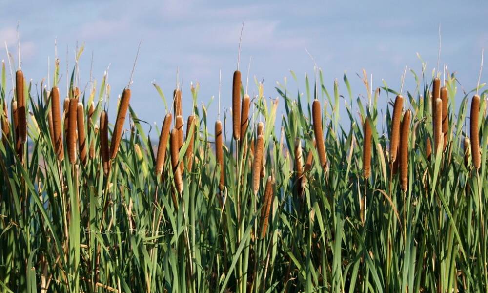 Trska građevinski materijal - deficit radnika - GRENEF